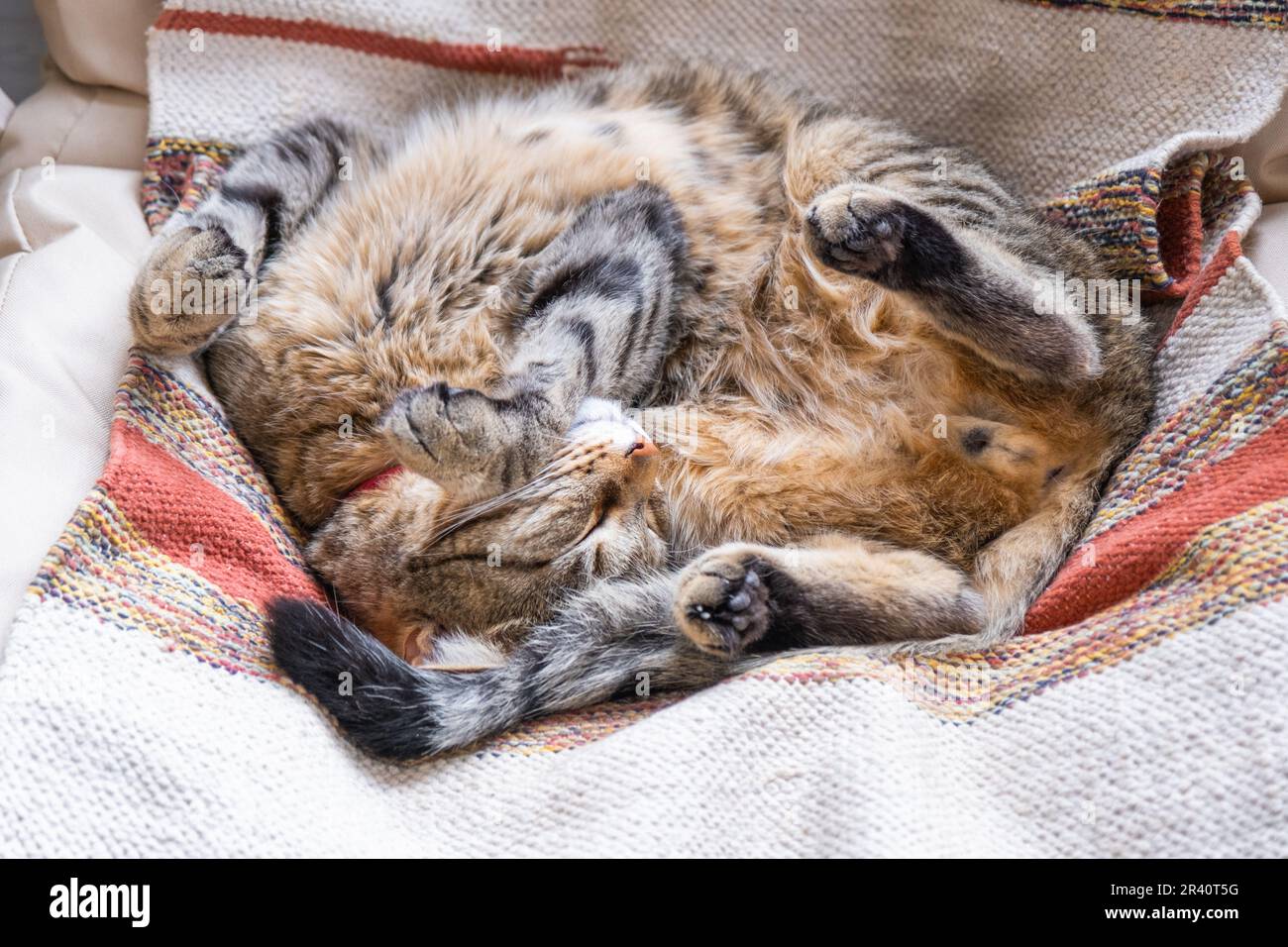 The cat is fast sweet asleep on a chair in a funny pose, Comfortable ...