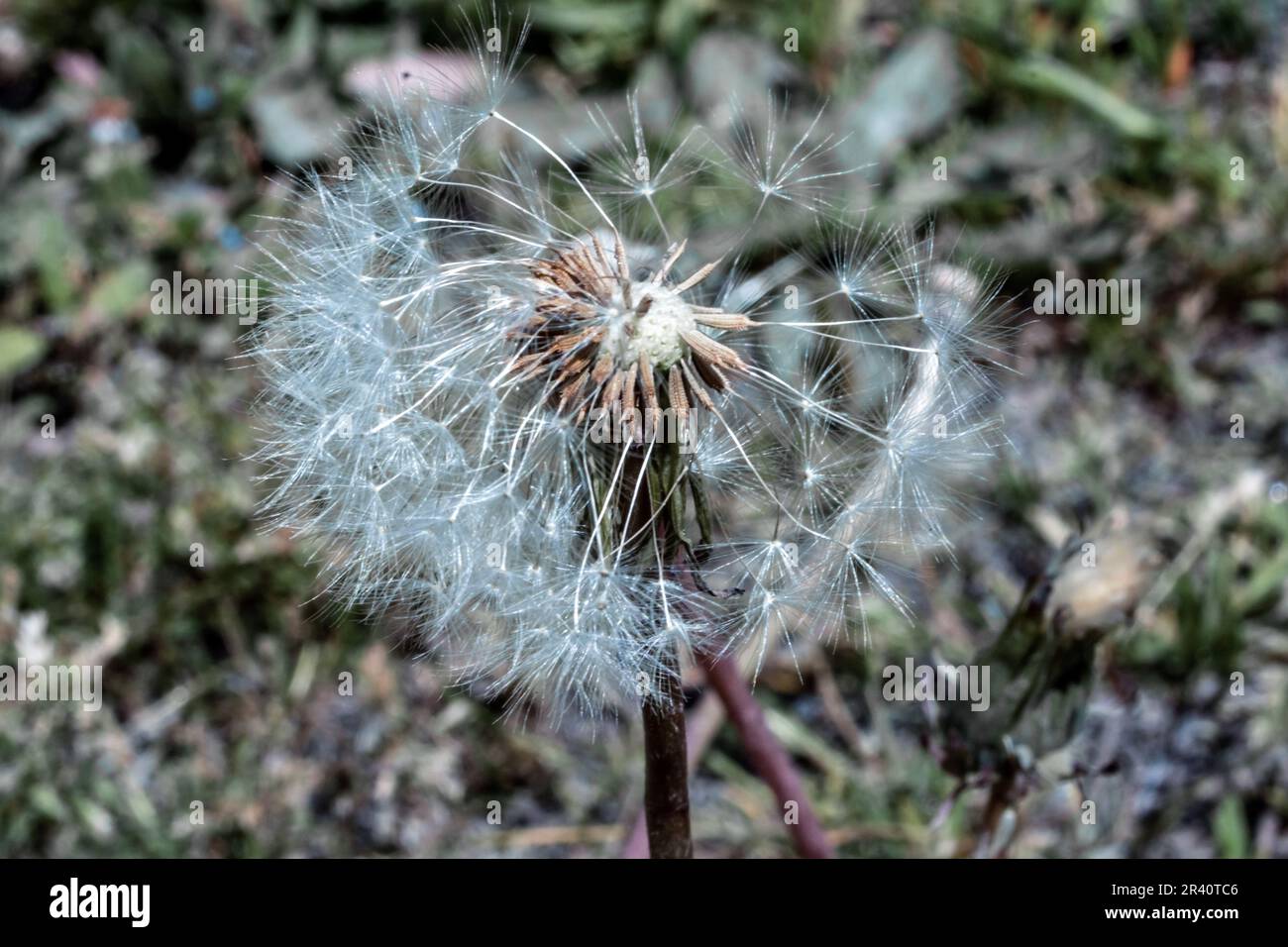 Grass pollination by wind hi-res stock photography and images - Alamy