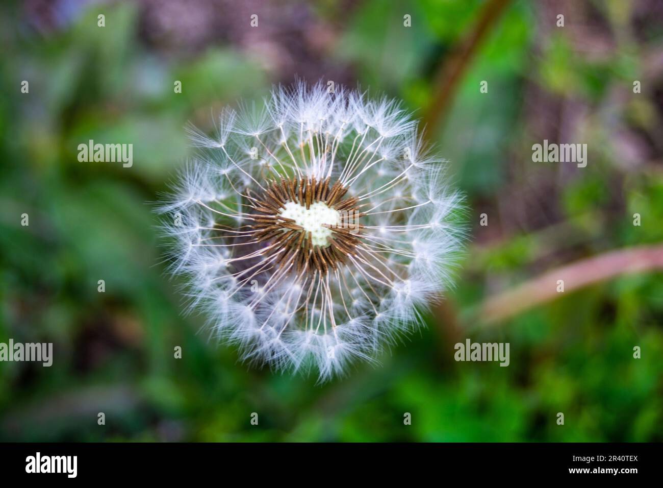 Dandelion alongside the silk road in the Xingjian, China Stock Photo ...