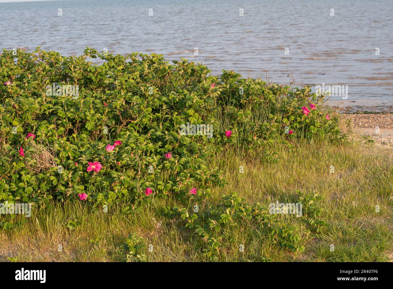 Rosa rugosa, wild invasive seaside rose Stock Photo - Alamy