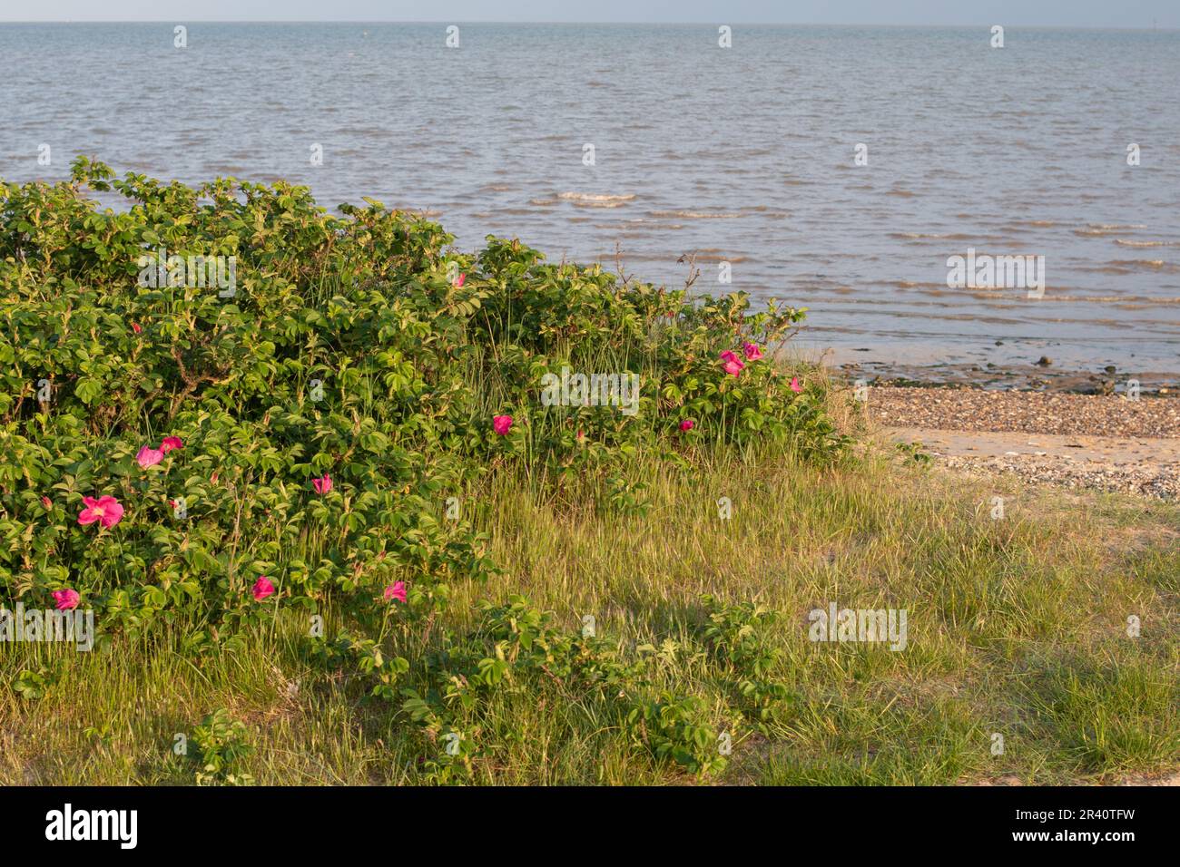 Rosa rugosa, wild invasive seaside rose Stock Photo - Alamy