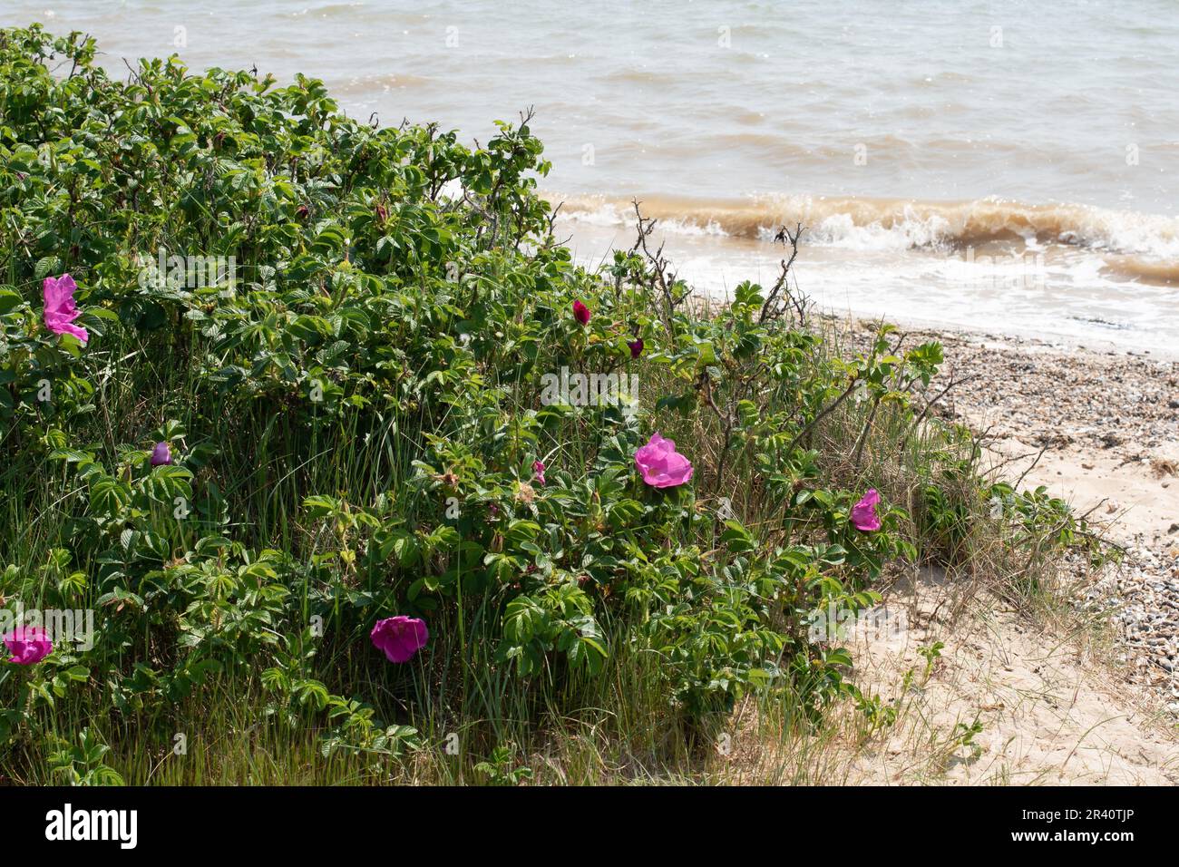 Rosa rugosa, wild invasive seaside rose Stock Photo - Alamy
