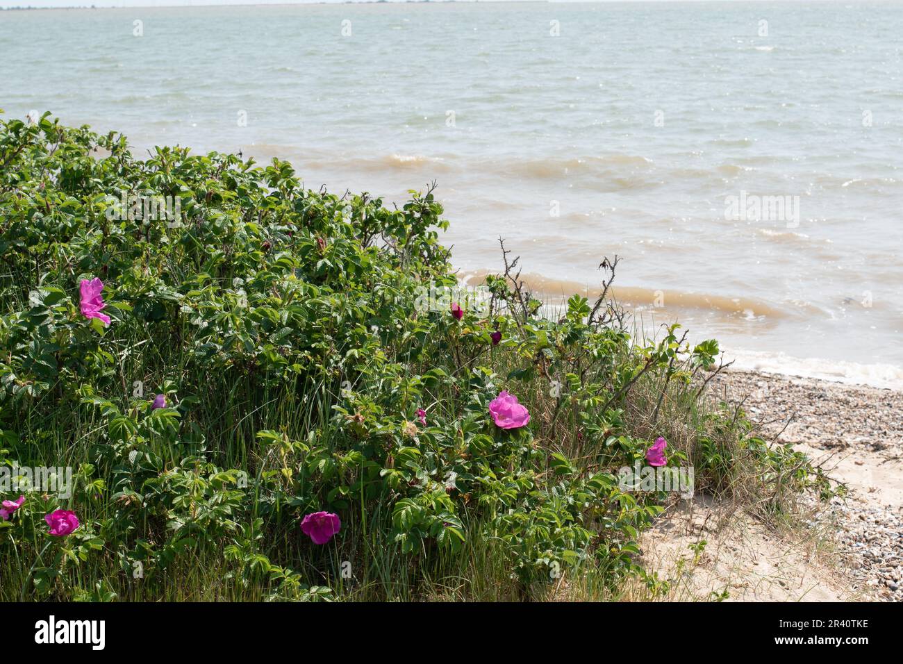 Rosa rugosa, wild invasive seaside rose Stock Photo - Alamy