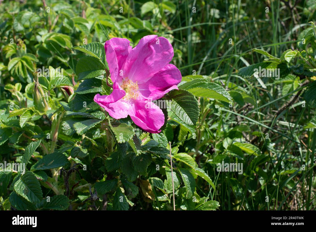 Wildlife friendly rose hi-res stock photography and images - Alamy