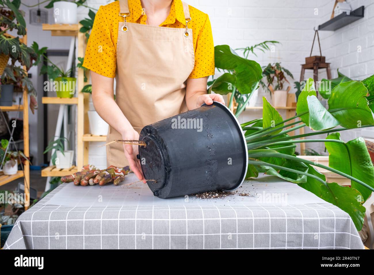 Repotting home plant strelitzia nicolai into new pot big basket, roots ...