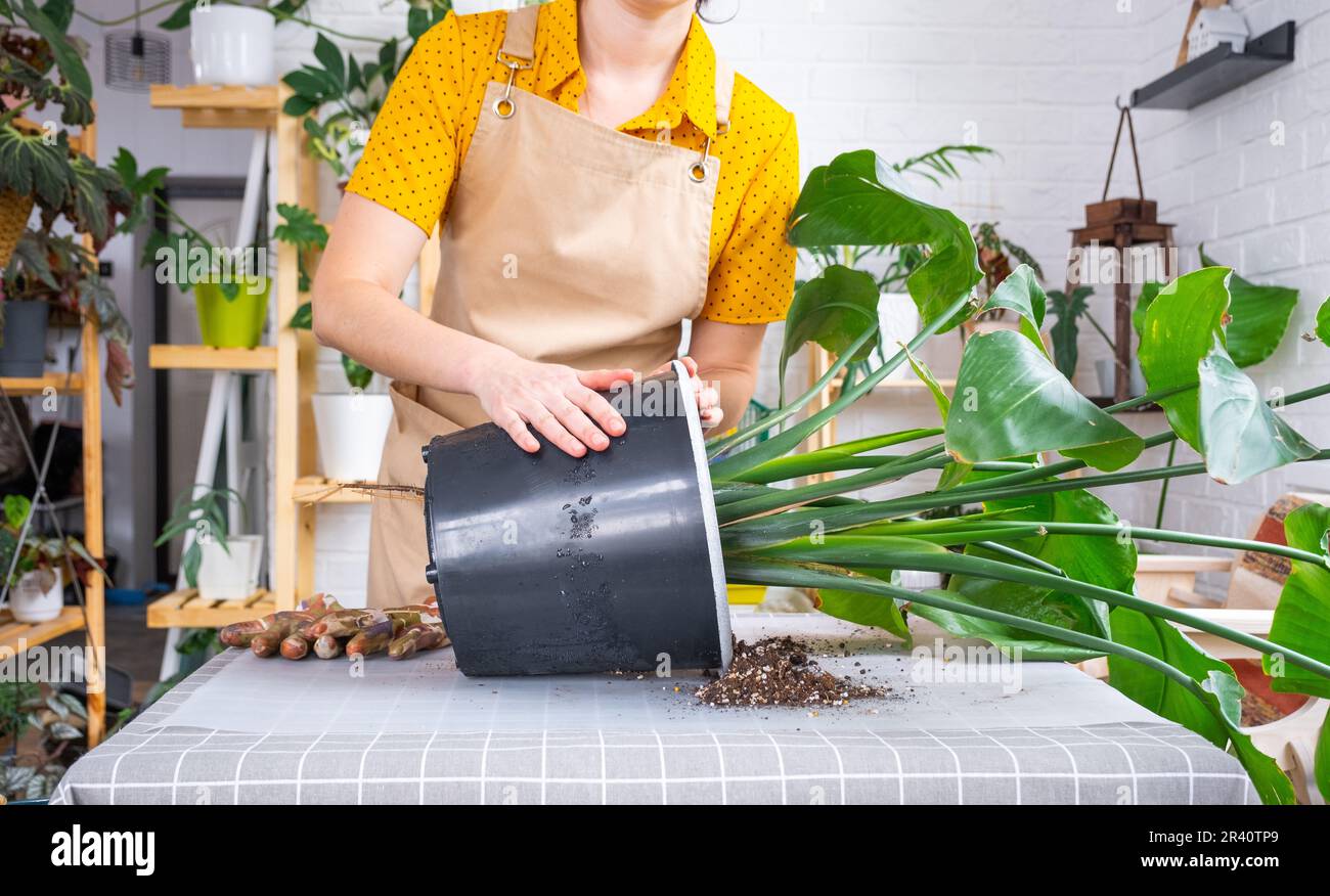 Repotting home plant strelitzia nicolai into new pot big basket, roots ...