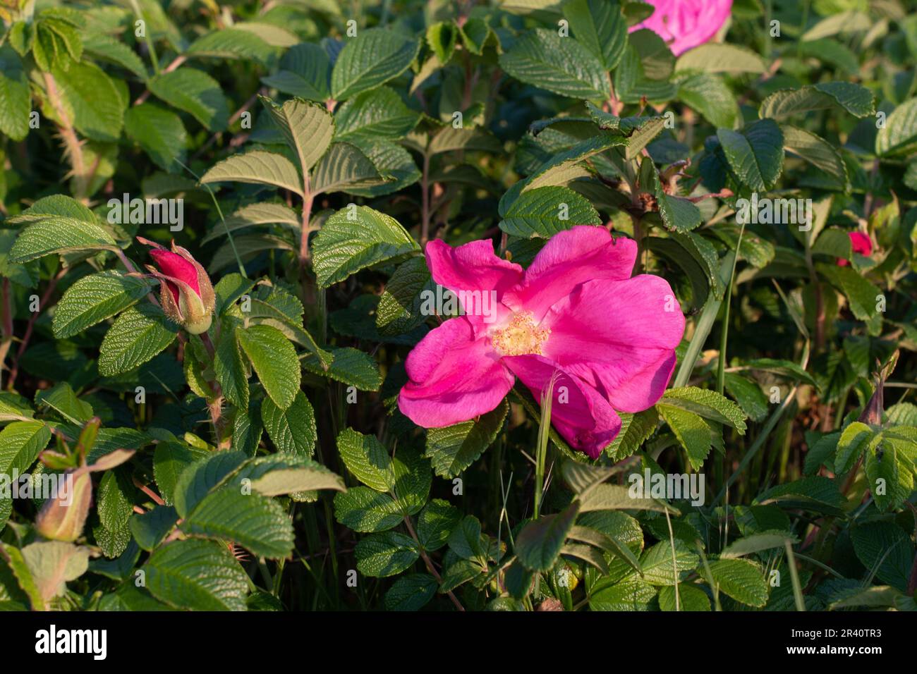 Rosa rugosa, wild invasive seaside rose Stock Photo - Alamy