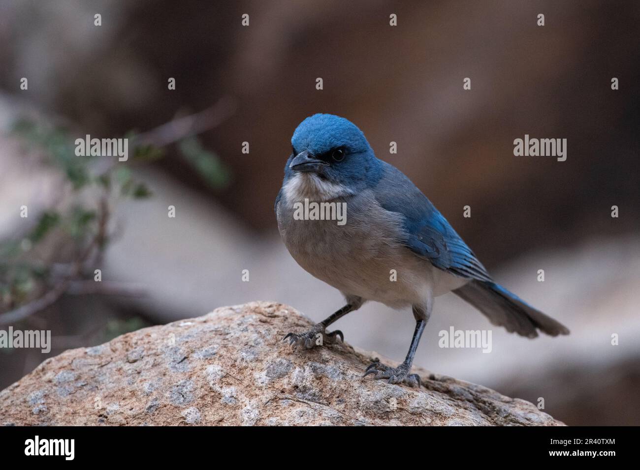 Mexican scrub jay on a rock Stock Photo - Alamy
