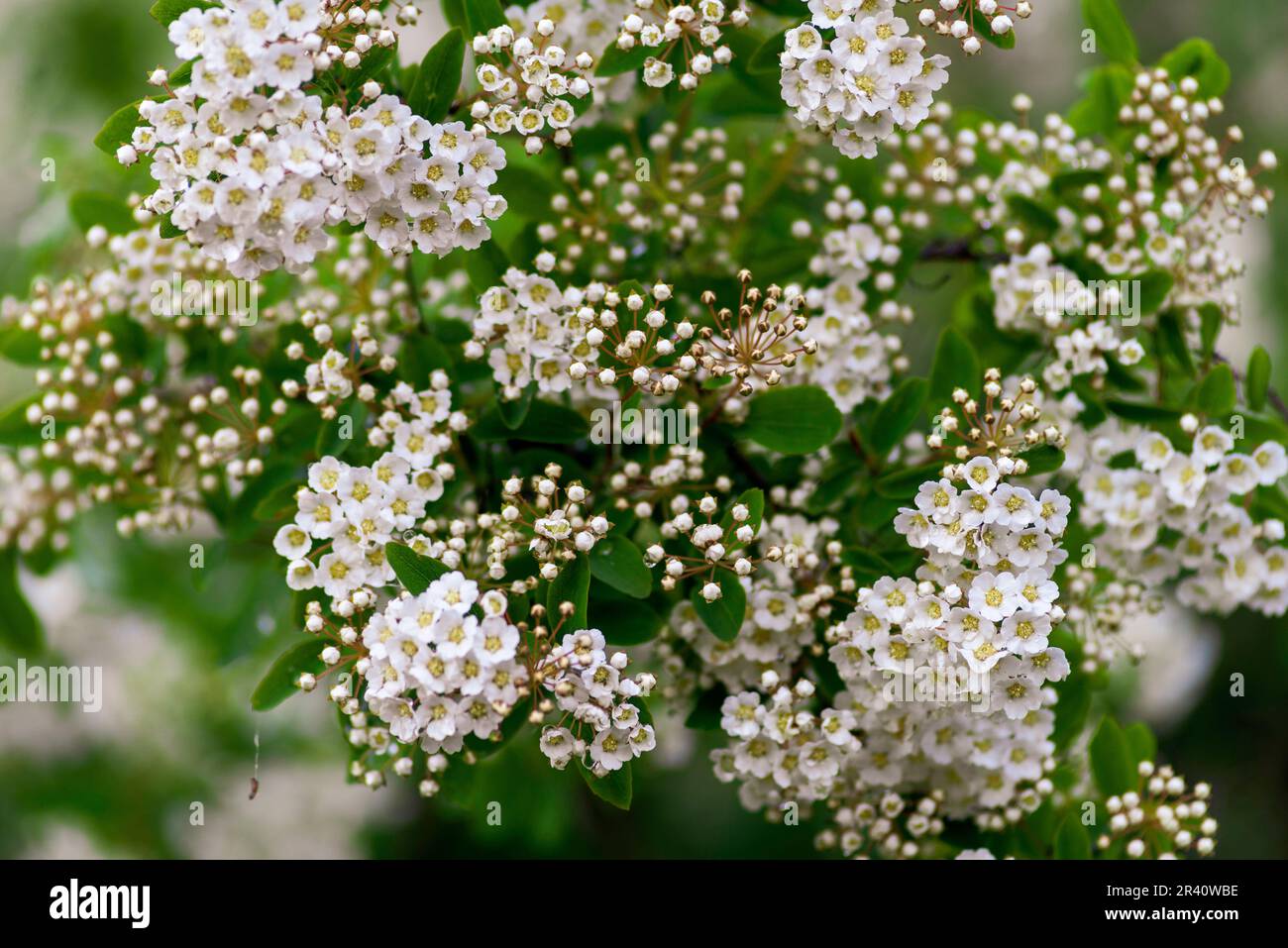 Spring blooming shrub many white flowers - Spirea vanhouttei (Spiraea ...