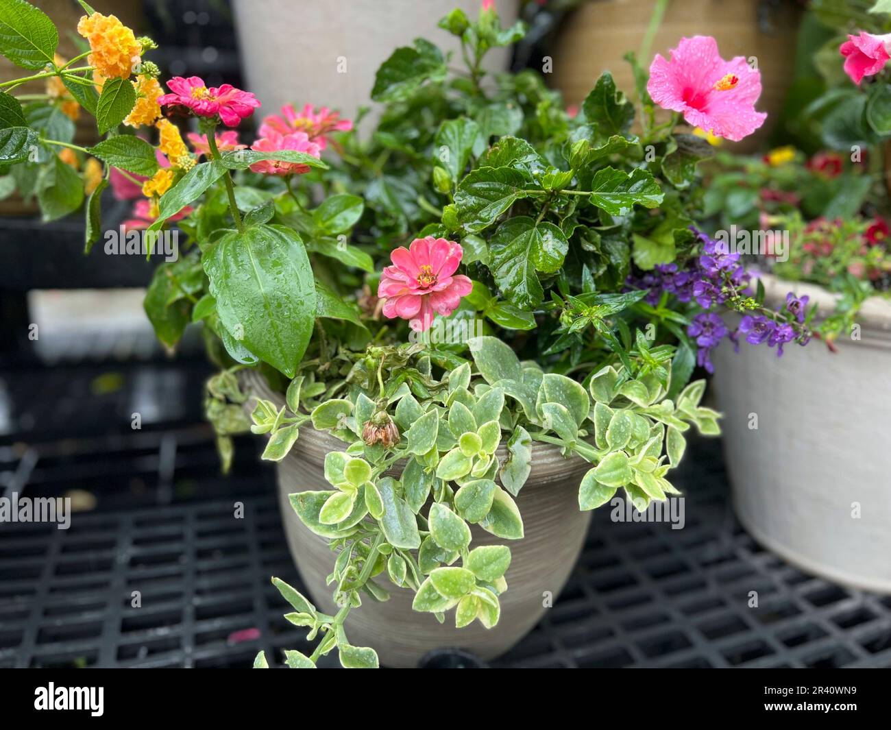 This photo provided by Jessica Damiano shows a professionally planted ...