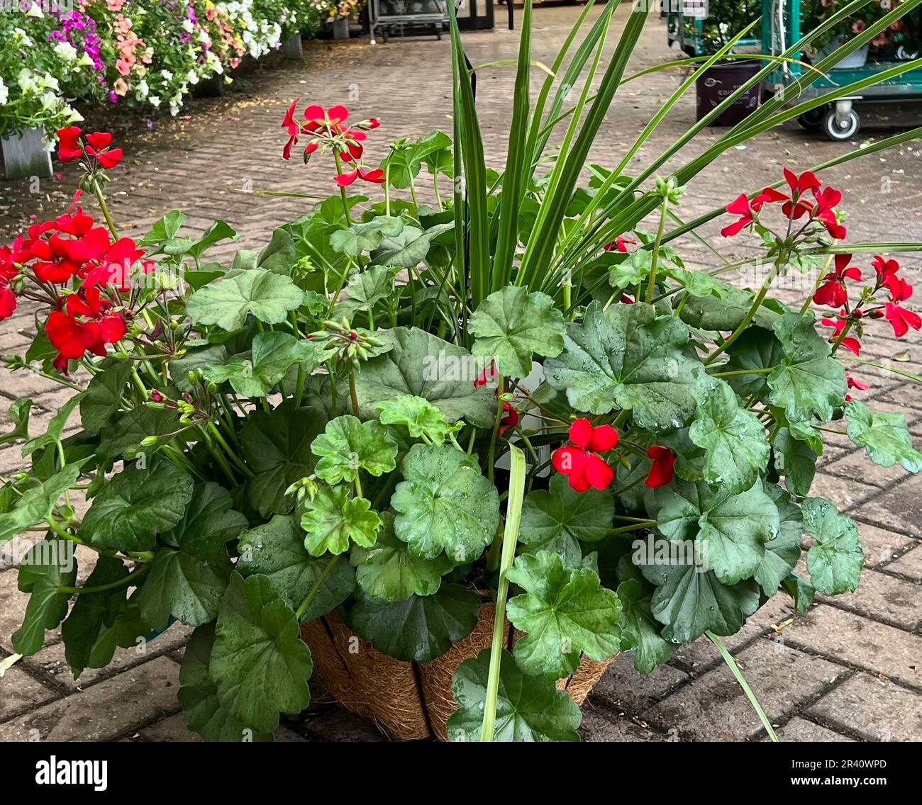 This photo provided by Jessica Damiano shows a professionally planted ...
