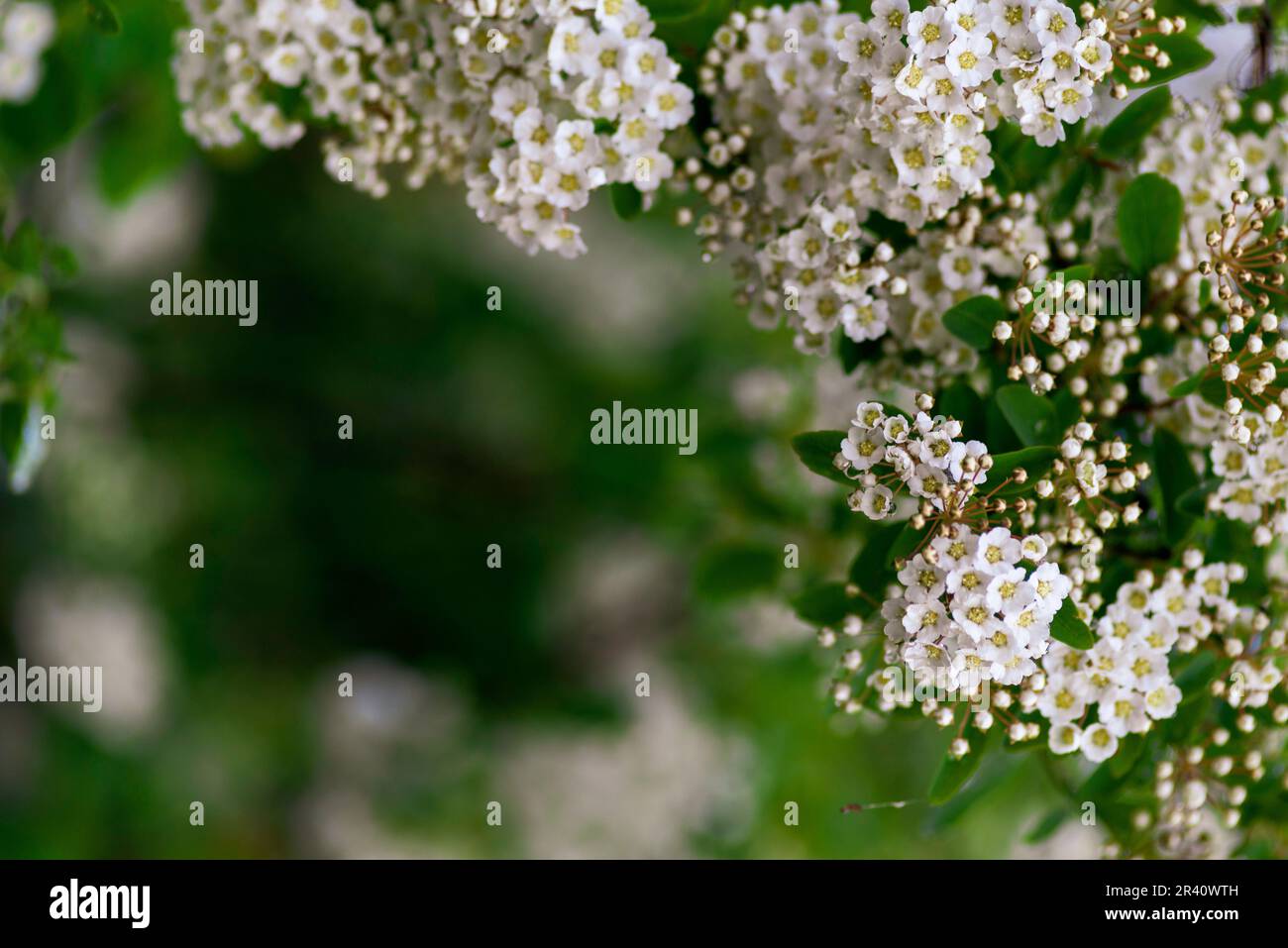 Reeves spirea hi-res stock photography and images - Alamy