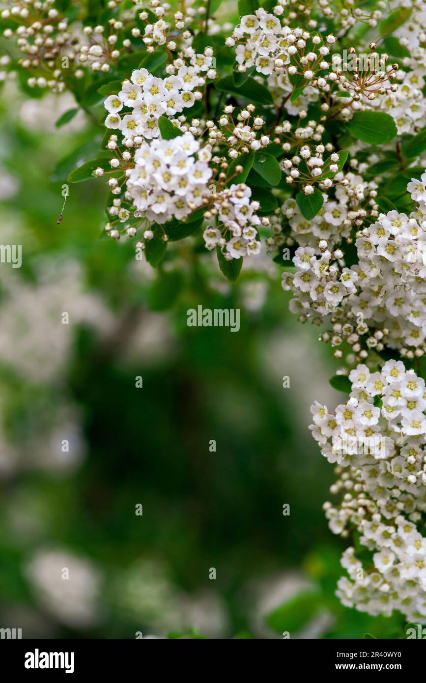 Reeves spirea hi-res stock photography and images - Alamy