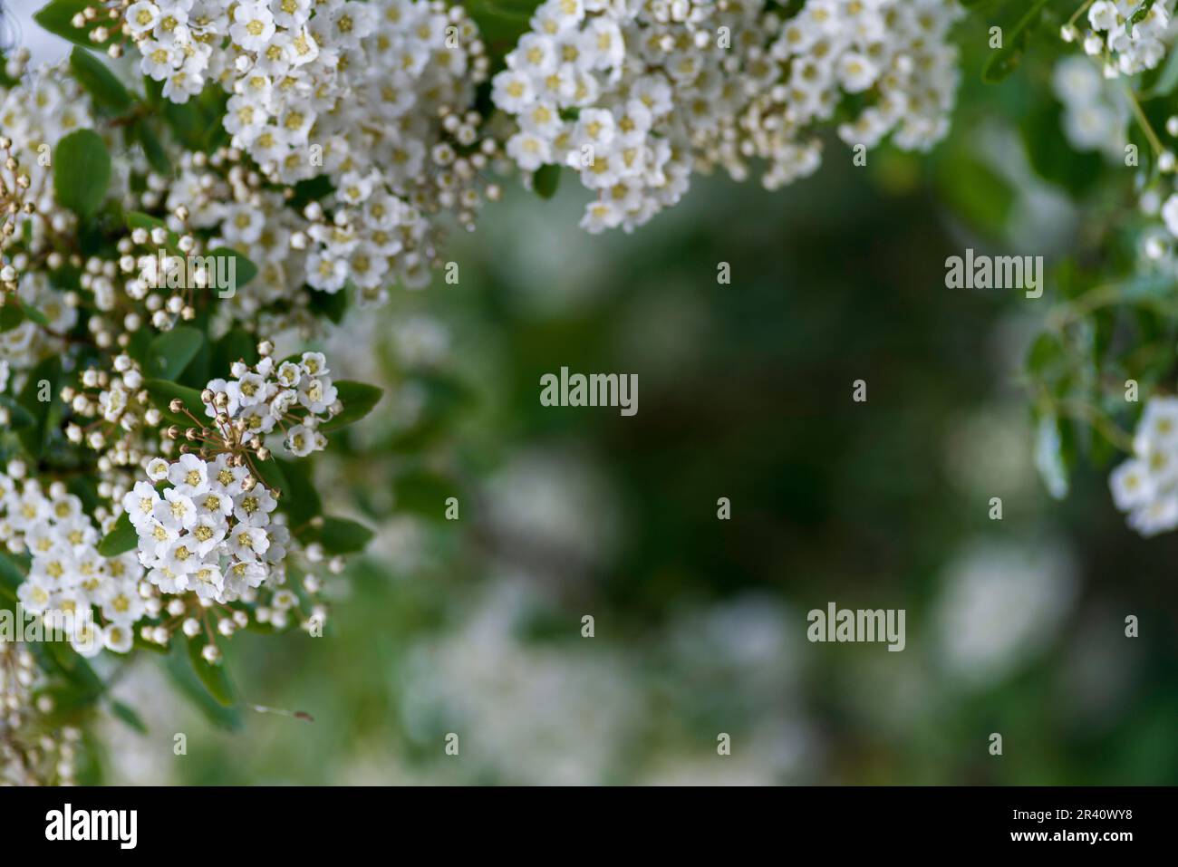 Spring blooming shrub many white flowers - Spirea vanhouttei (Spiraea ...