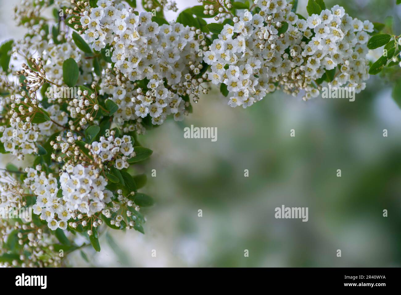 Spring blooming shrub many white flowers - Spirea vanhouttei (Spiraea ...