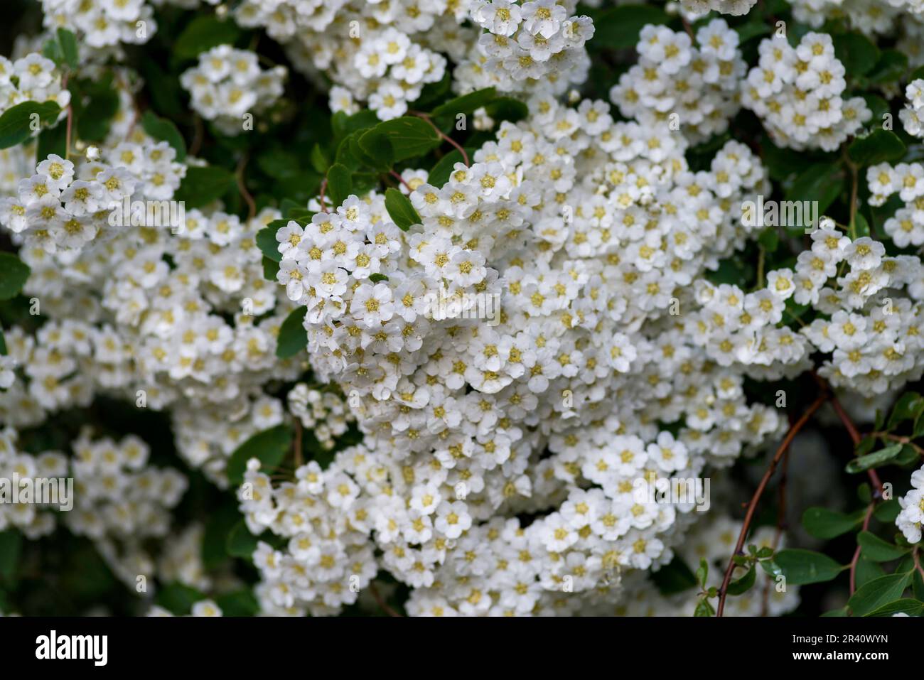 Reeves spirea hi-res stock photography and images - Alamy