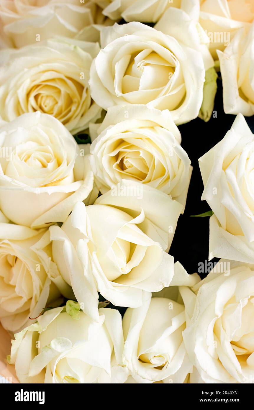 Beautiful bouquet white roses close-up. Flowers for the birthday. White ...