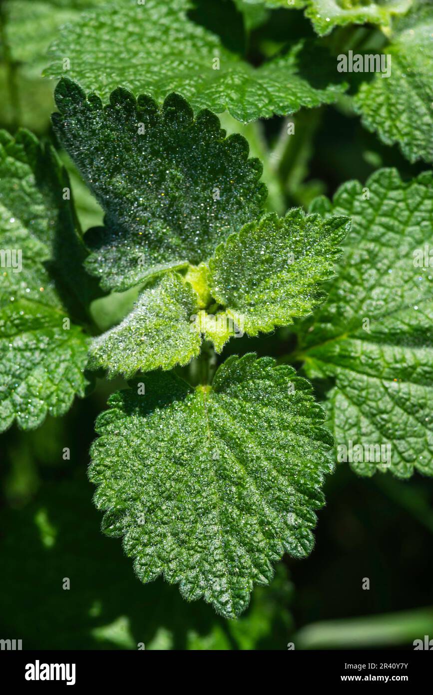Horehound marrubium vulgare medicinal plant growing in garden water ...