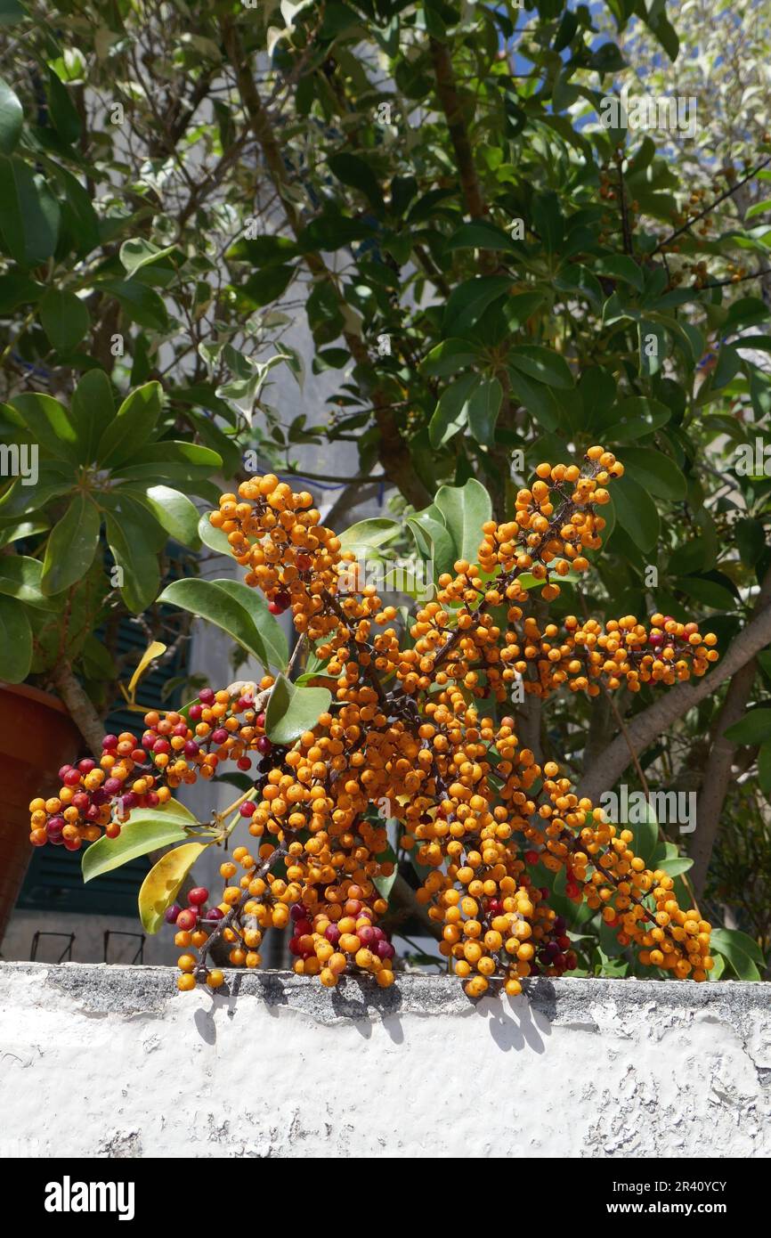 Schefflera with fruits Stock Photo - Alamy