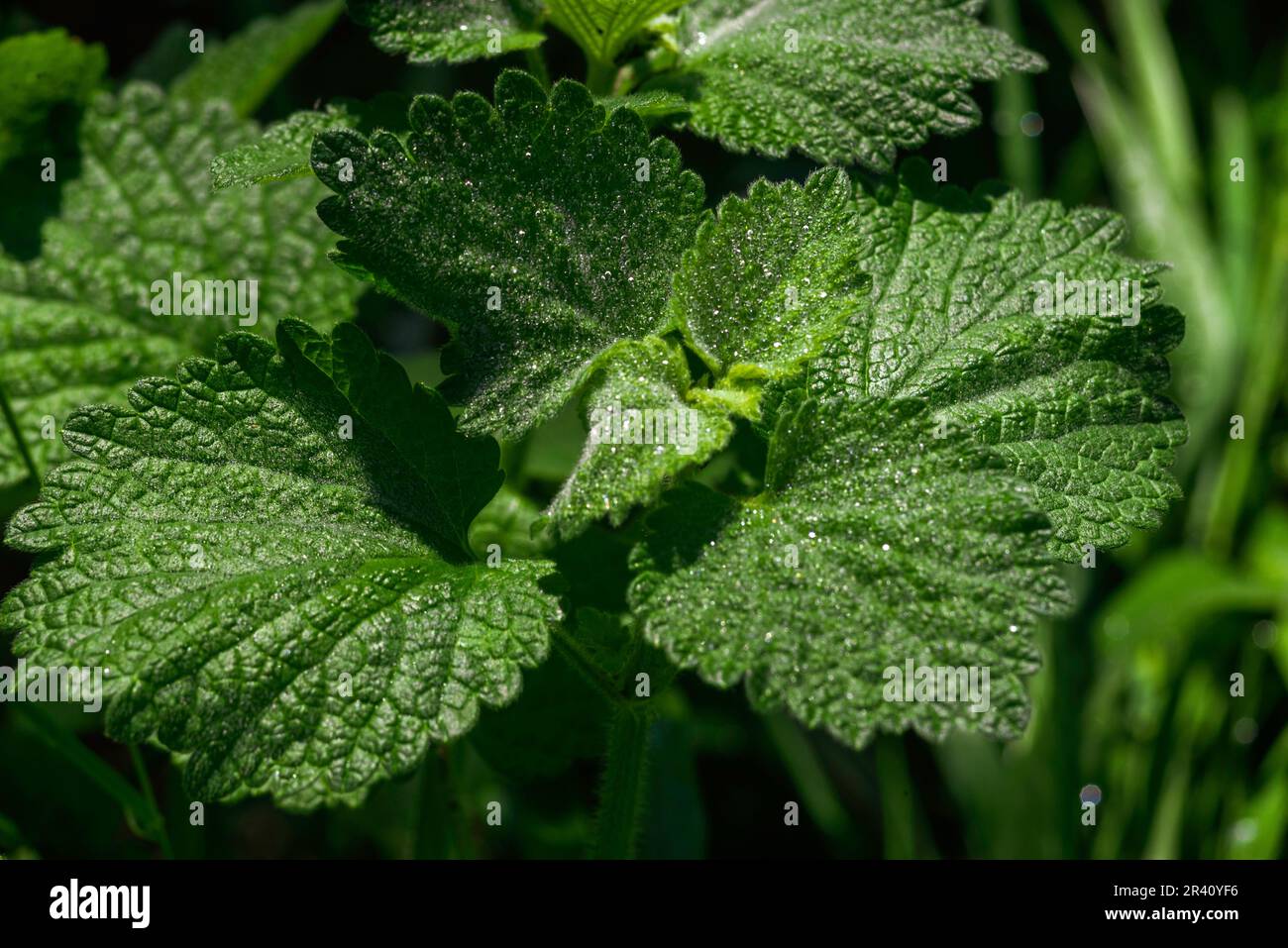 Horehound marrubium vulgare medicinal plant growing in garden water ...