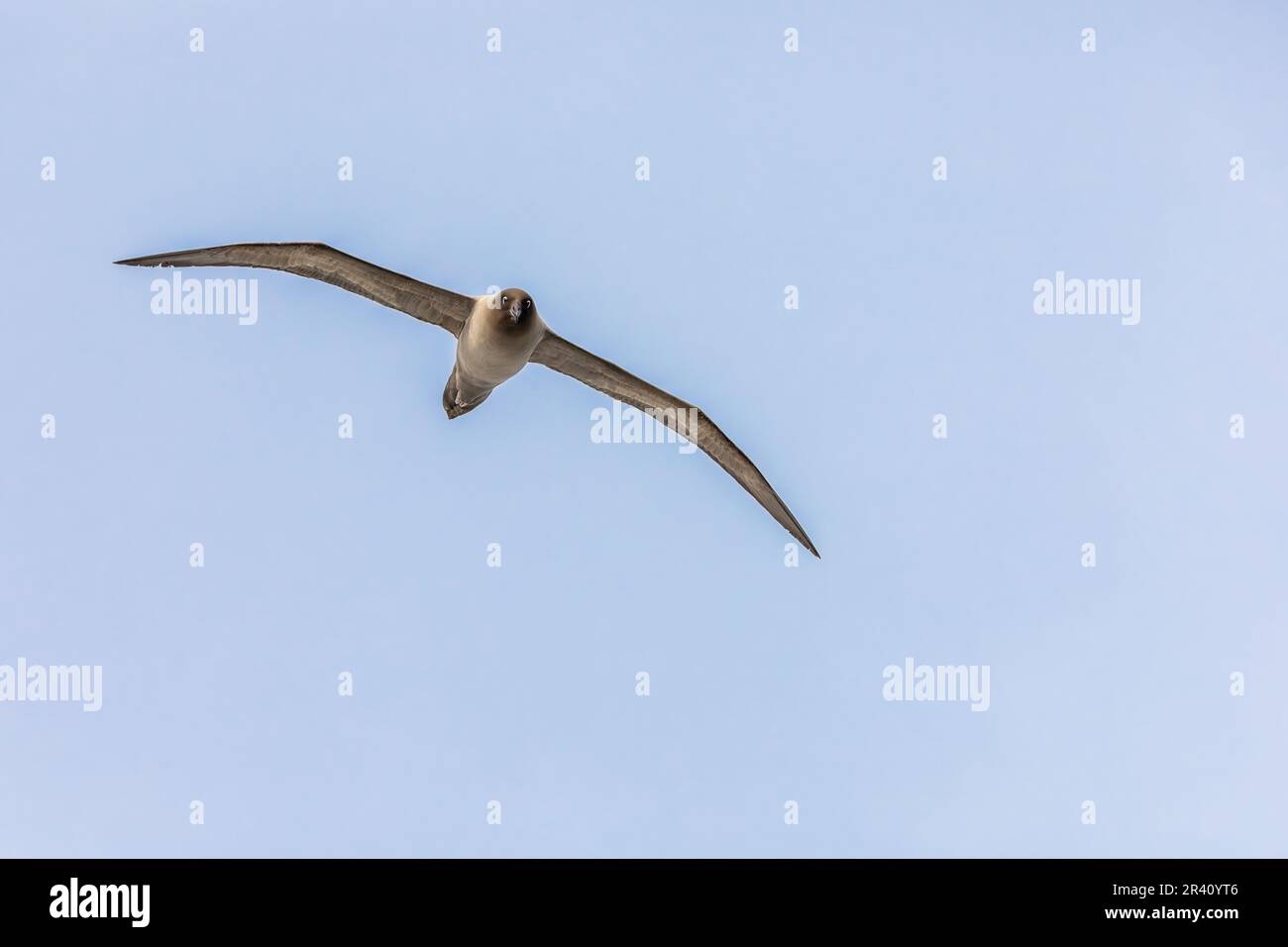 Sooty Albatross in Flight, South Pacific Ocean Stock Photo - Alamy