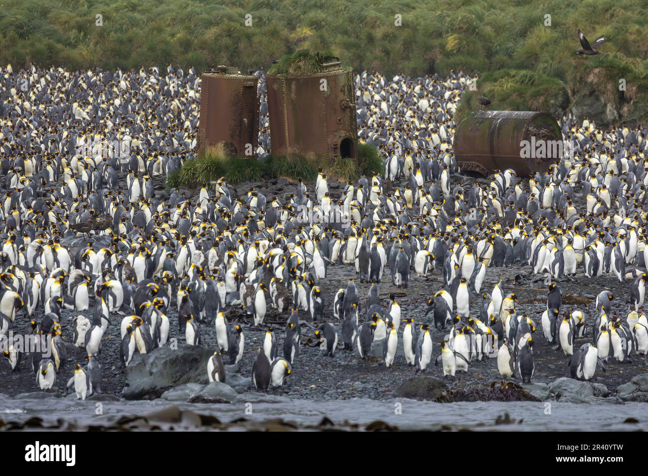 Resurgent King Penguin Colony Surrounding Ruins of Oil Rendering ...