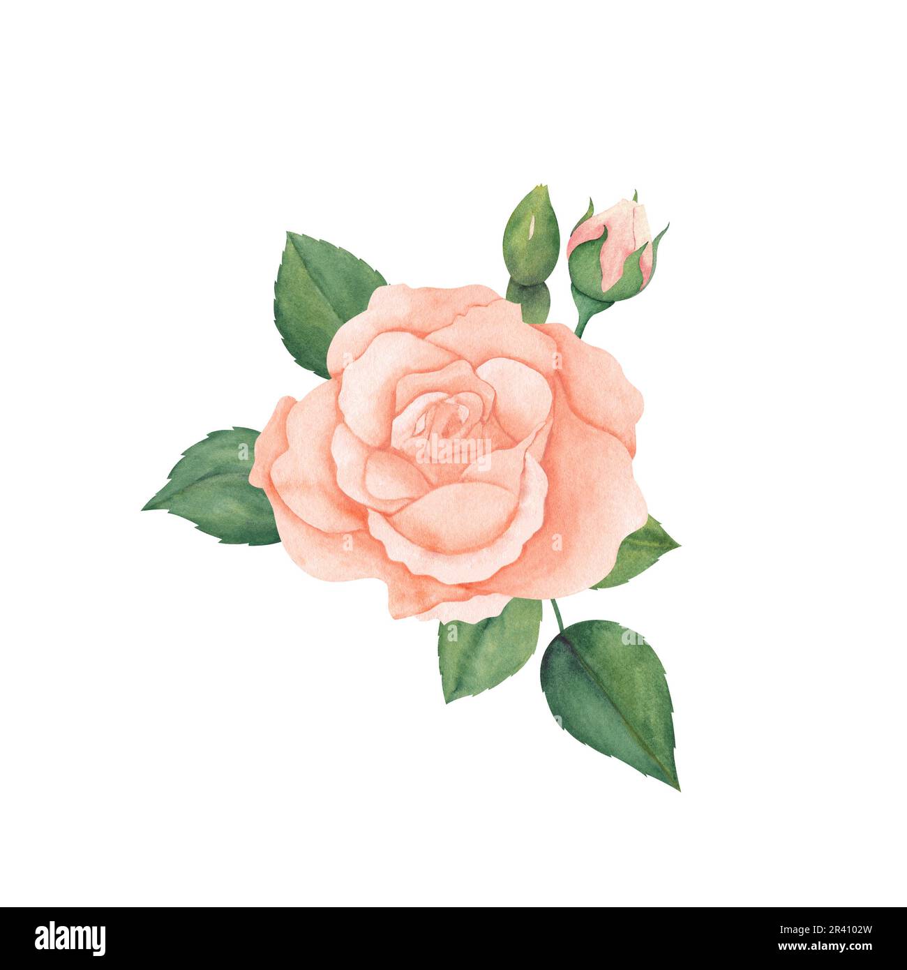 Peach Rose Background