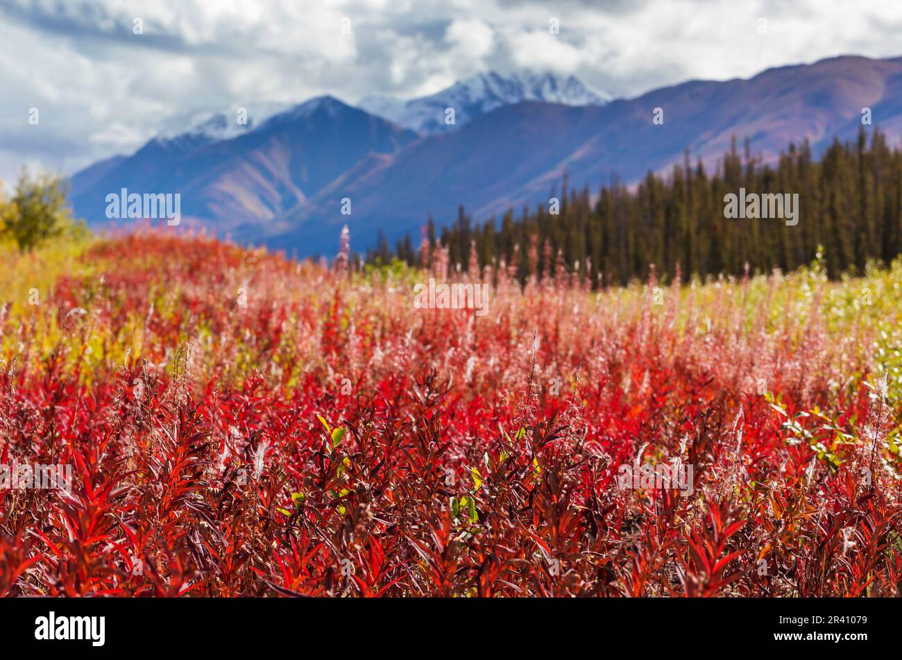Autumn in Alaska Stock Photo - Alamy