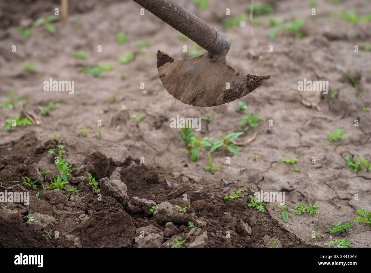 sustainable organic agriculture;hoeing soil , men tilling the orchard ...
