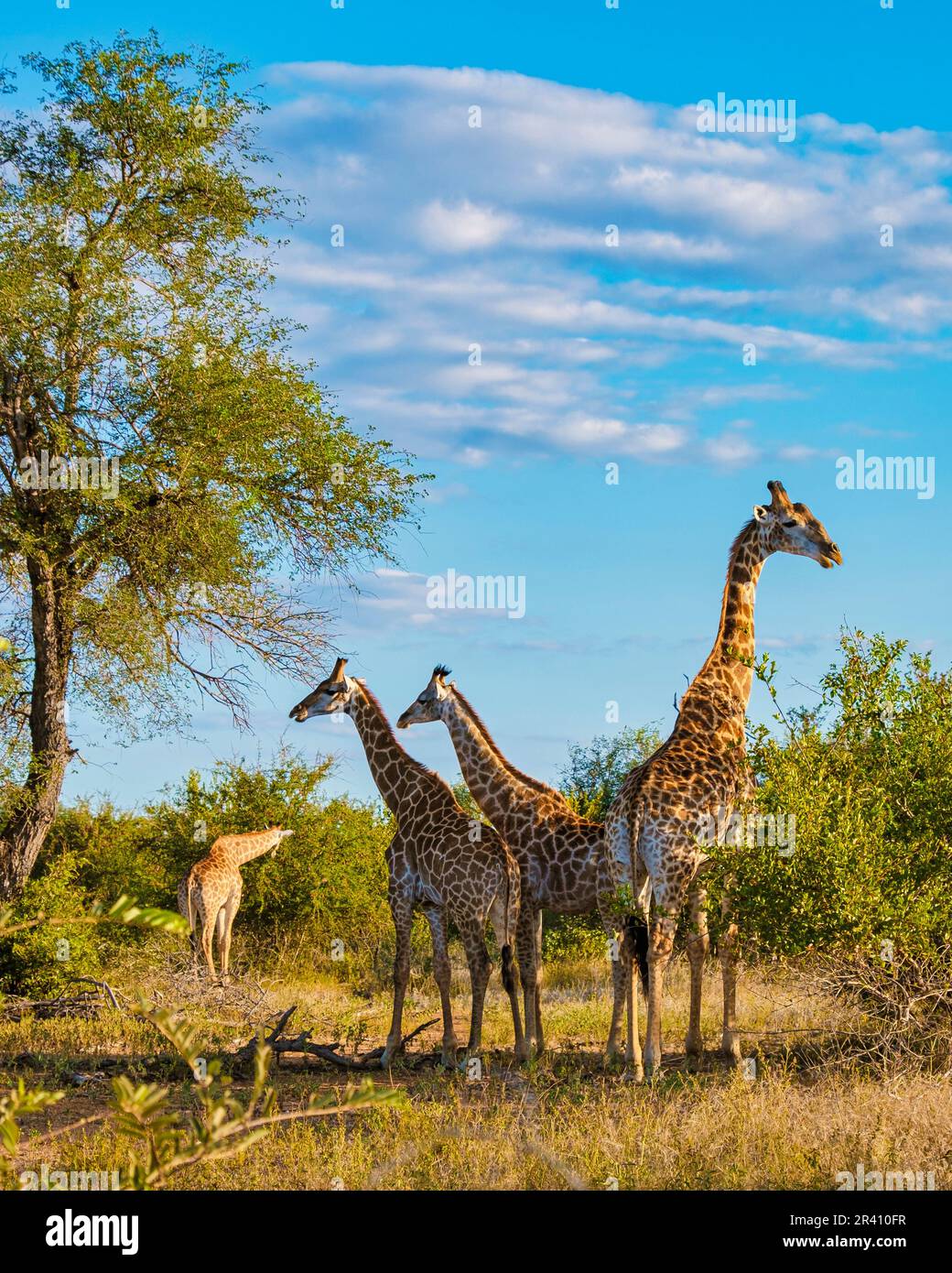 Giraffe in the bush of Kruger national park South Africa Stock Photo ...
