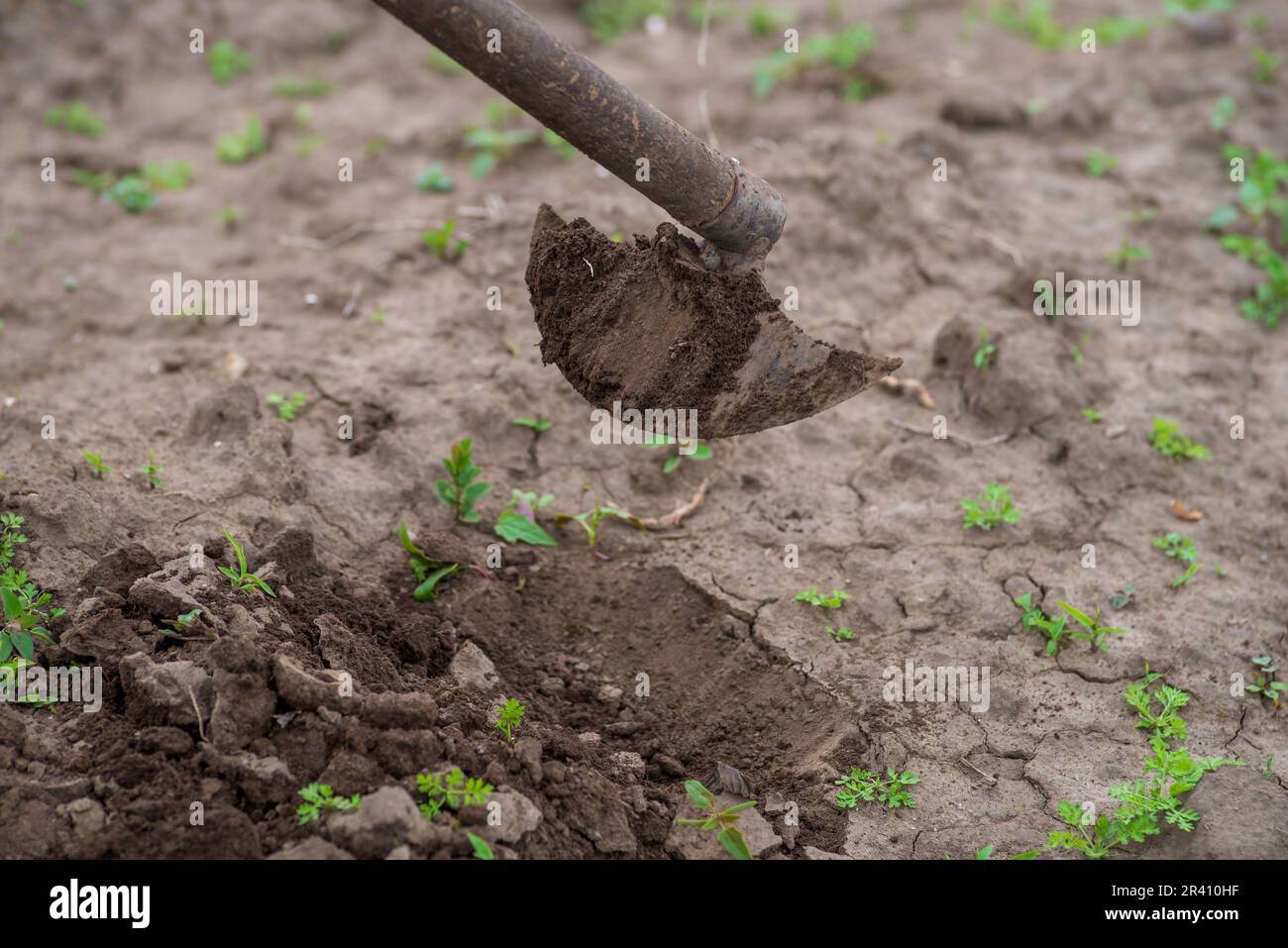 sustainable organic agriculture;hoeing soil , men tilling the orchard ...