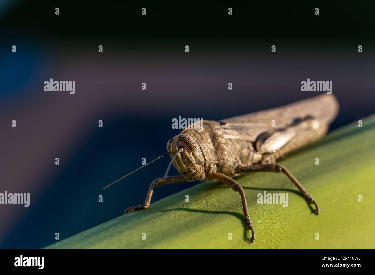 Detail of a locust among the leaves of a tree Stock Photo - Alamy