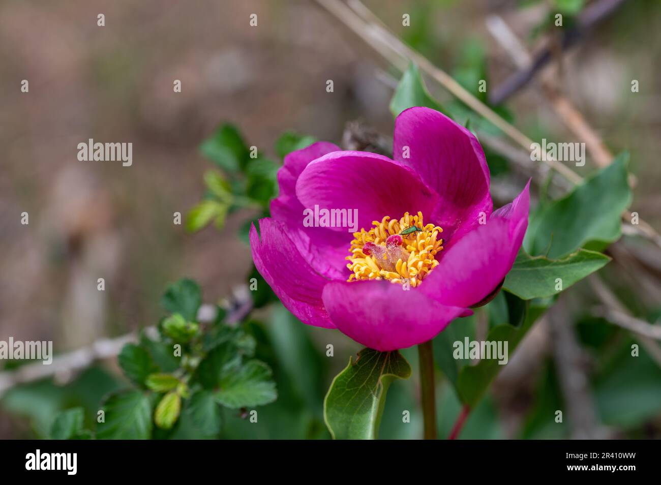 Wild peony flower (Paeonia coriacea) in a forest in Granada, Spain ...