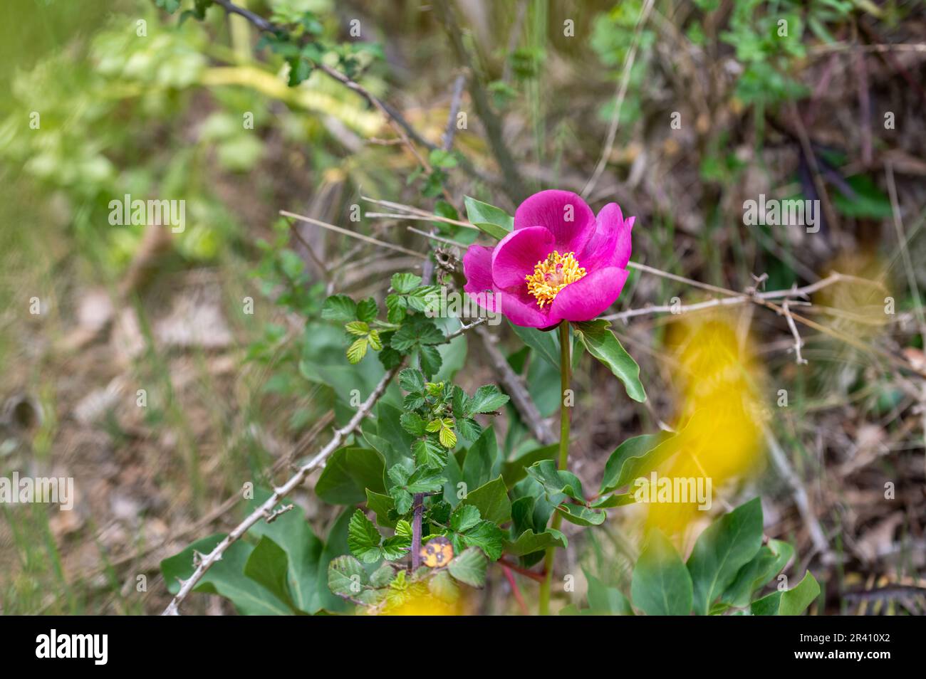 Wild peony flower (Paeonia coriacea) in a forest in Granada, Spain ...