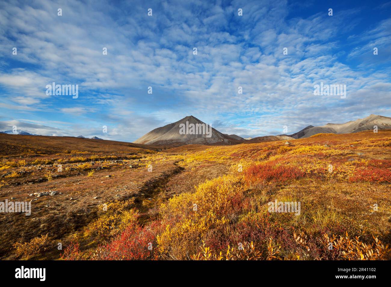 Autumn in polar tundra Stock Photo - Alamy