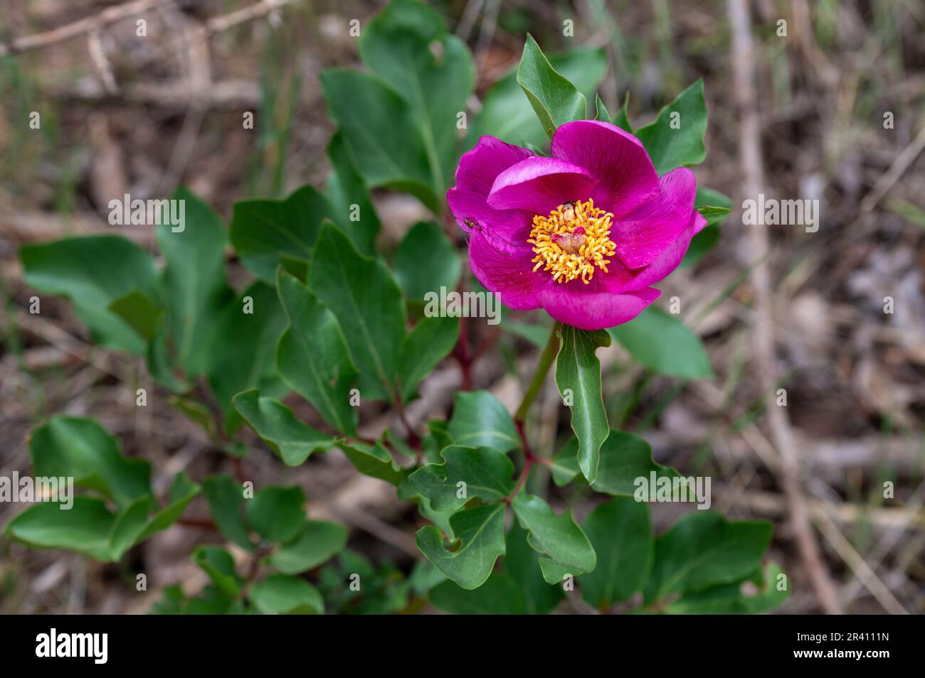 Wild peony flower (Paeonia coriacea) in a forest in Granada, Spain ...