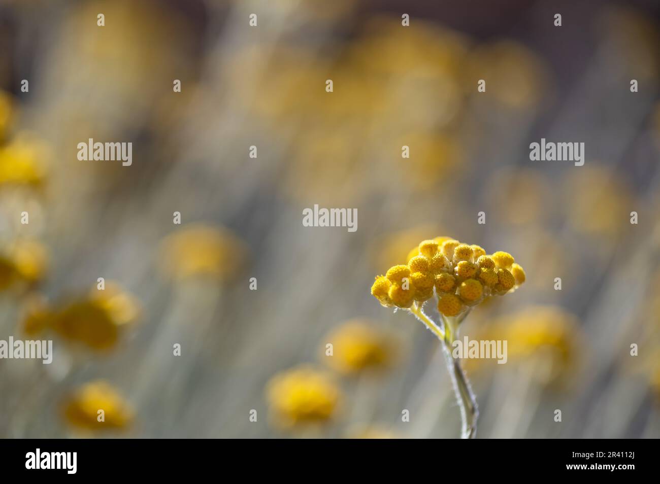 Detail of yellow flowers of immortelle or everlasting (Helichrysum ...