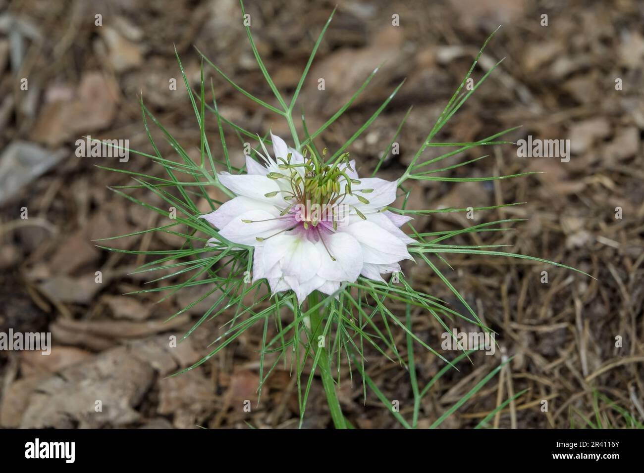 Detail of a white love-in-a-mist, or devil in the bush flower (Nigella ...