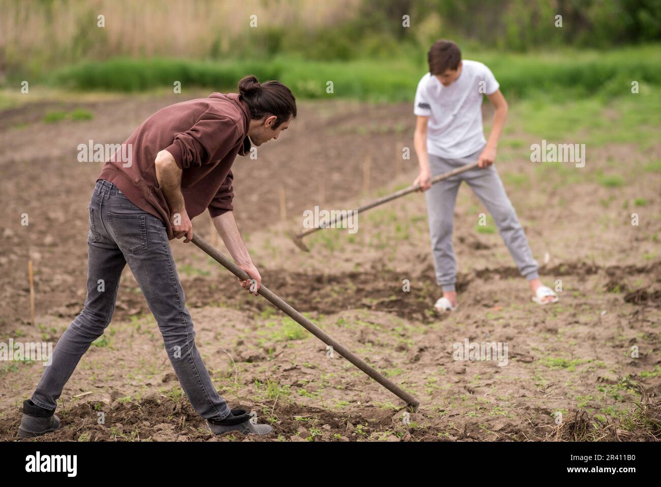 sustainable organic agriculture;hoeing soil , men tilling the orchard ...