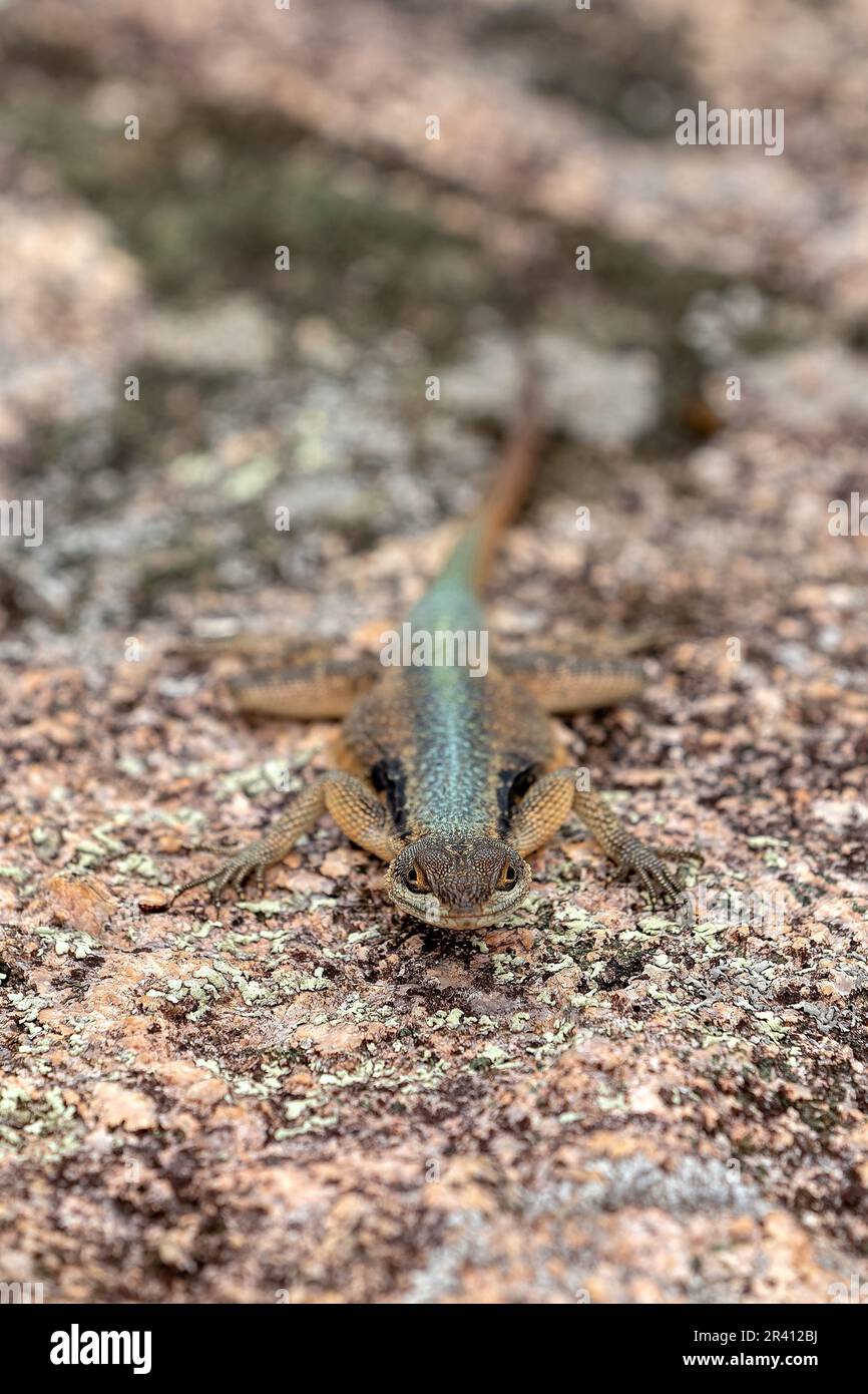 Grandidier's Madagascar swift, Oplurus grandidieri, Tsingy De Bemaraha ...