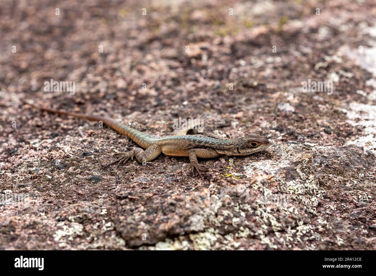 Grandidier's Madagascar swift, Oplurus grandidieri, Tsingy De Bemaraha ...