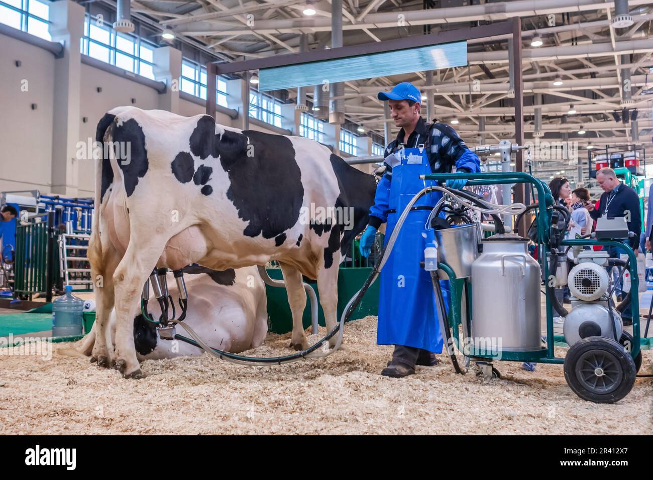 Man using automated cow milking facility equipment at cattle dairy farm ...