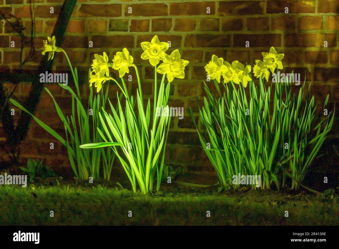 Pale yellow cup shaped flowers hi-res stock photography and images - Alamy