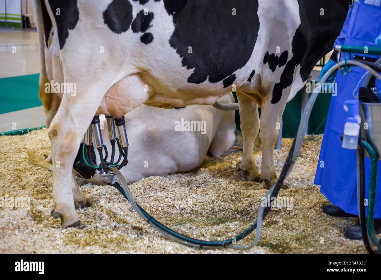 Automated milking suction machine with teat cups during work with cow ...