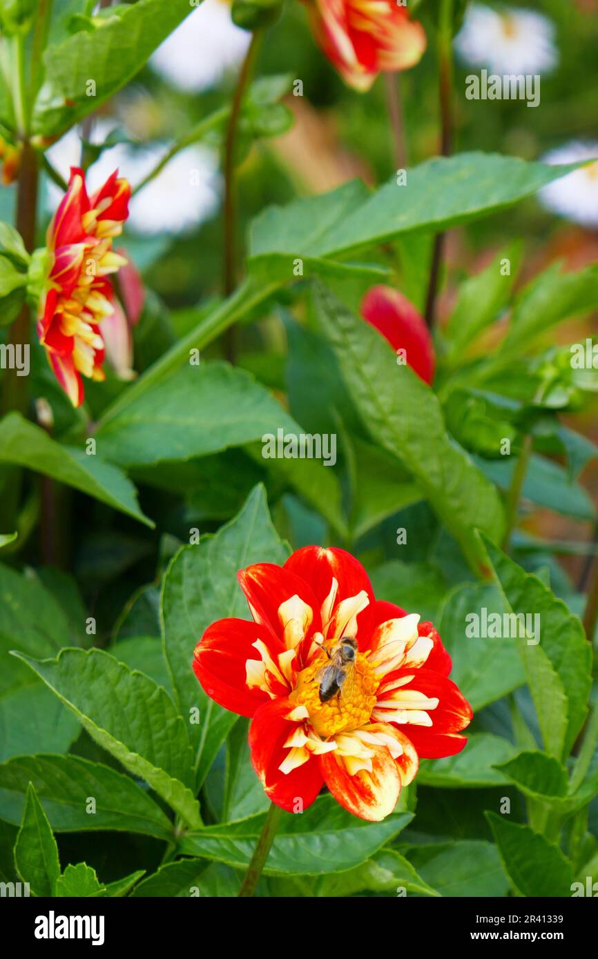 Ruffles dahlia, Georg Philip Telemann Stock Photo - Alamy