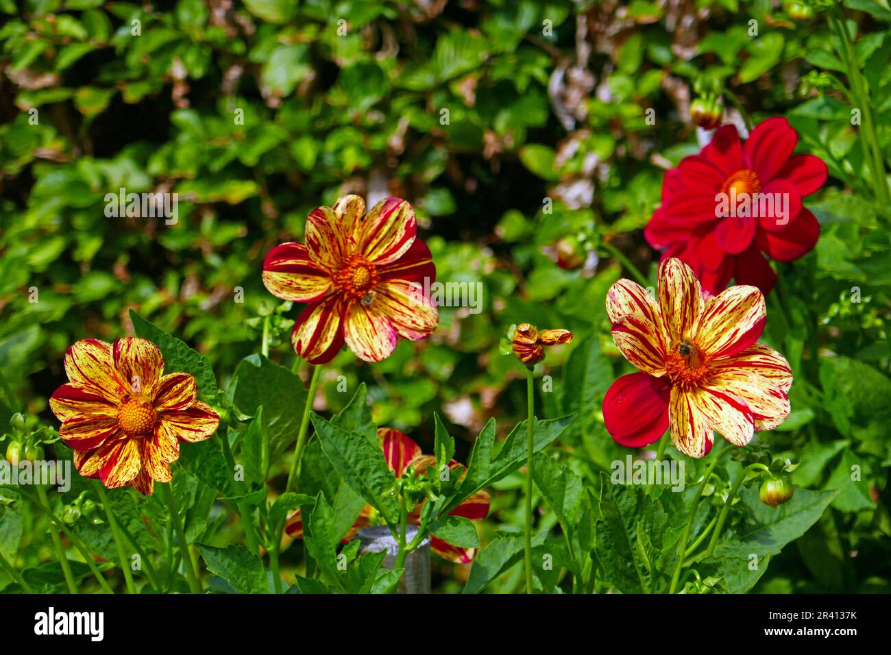 Red and orange dahlias Stock Photo - Alamy