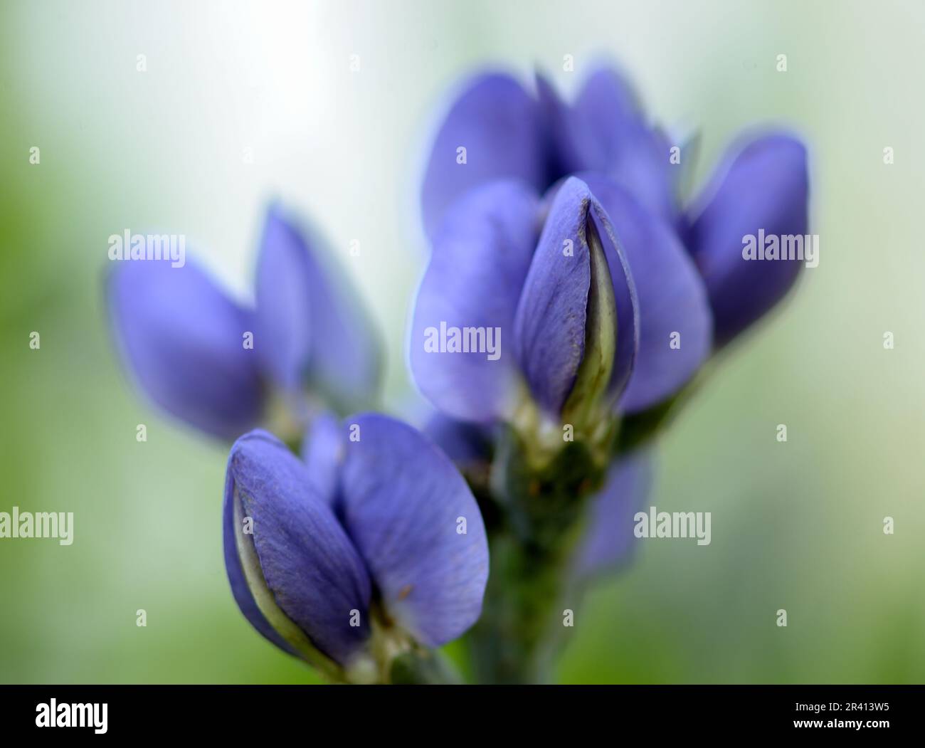 Closeup of flowering Blue False Indigo (Baptisia australis Stock Photo ...