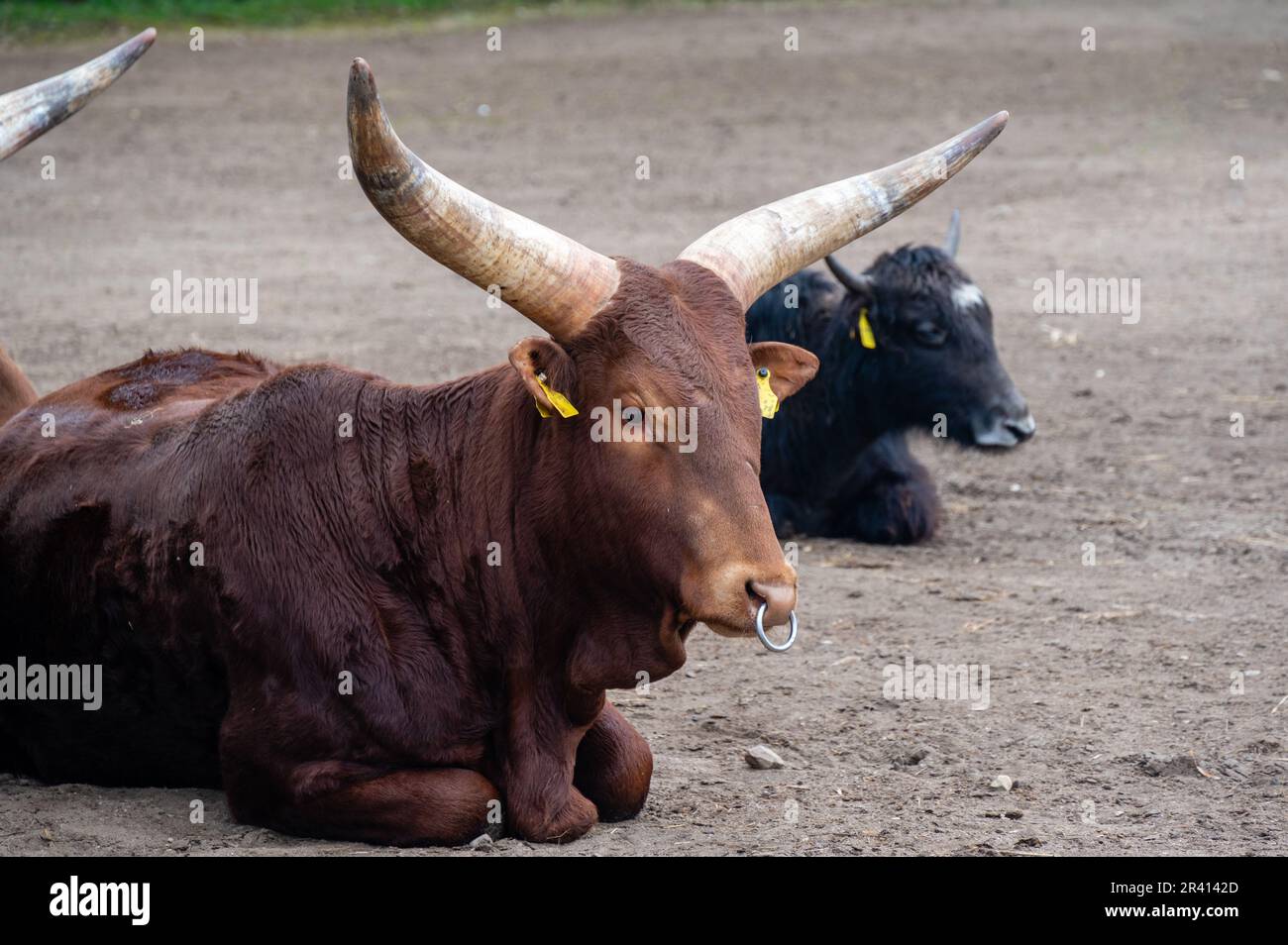 Watussi cattle resting on the paddocks Stock Photo - Alamy