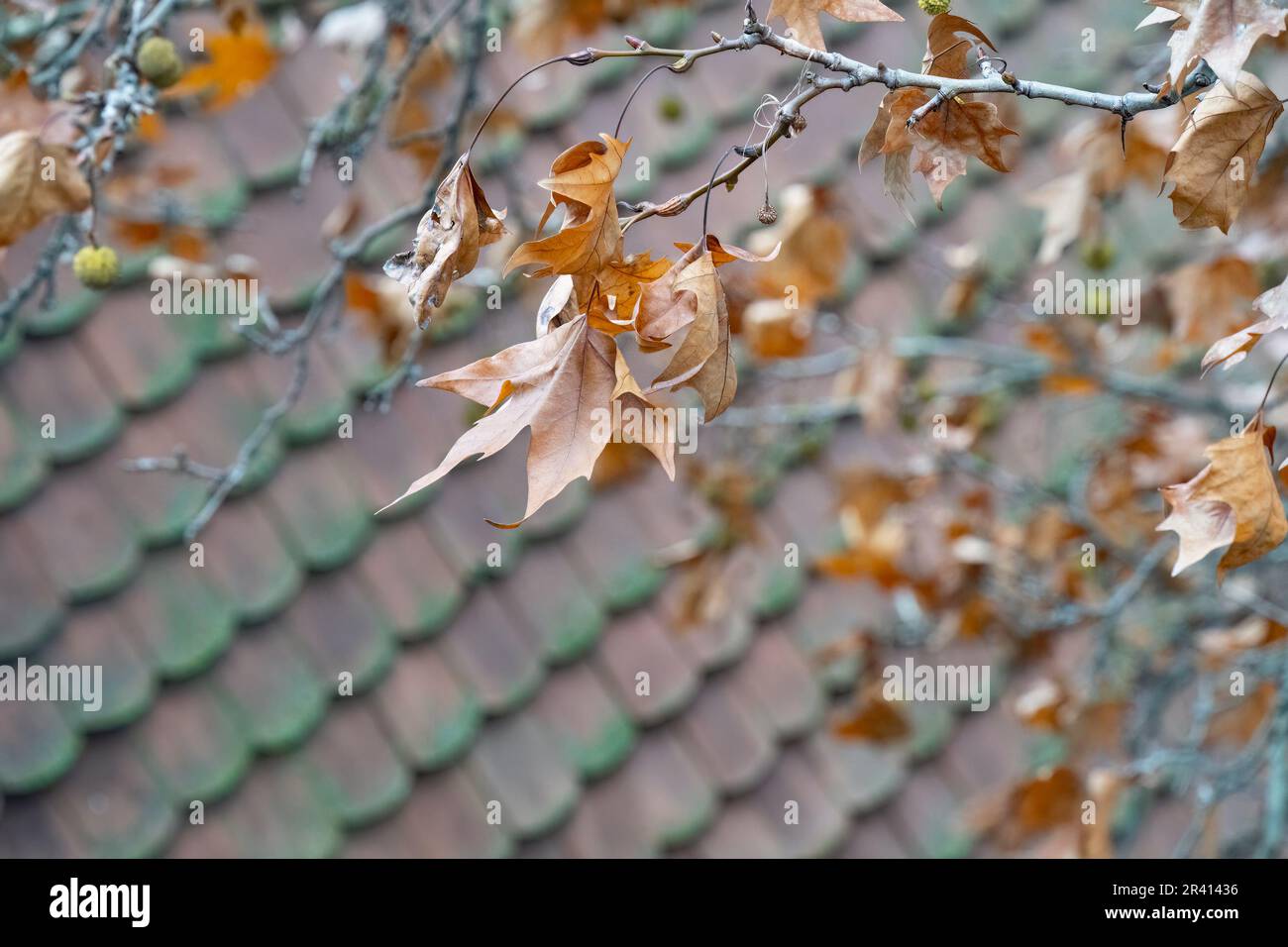 A tree branch with dry autumn leaves over a shingle roof Stock Photo ...