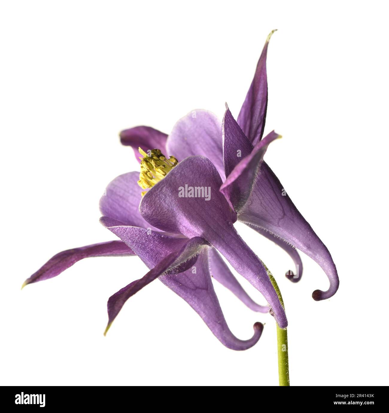 Single purple Columbine (Aquilegia spp.) flower against a white lighted ...